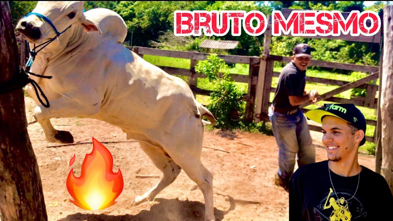 Brilhante ponha medo em todos 😳#boi #doma #fazenda #sitio - YouTube