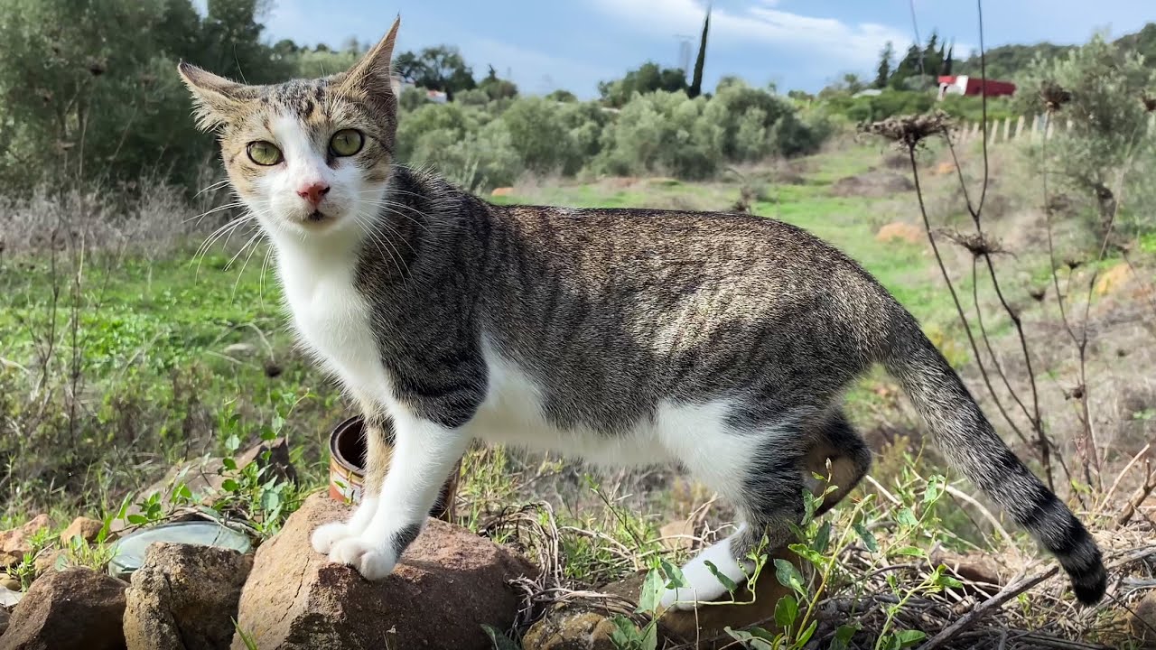 Adventurous Cats🐈Exploring the Great Outdoors | Nature Walks & Curious ...