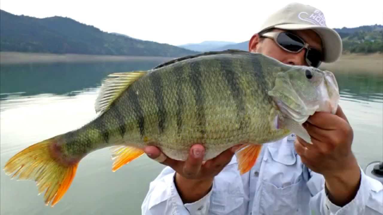 Biban 2 KG & 46 CM @ Lacul Izvorul Muntelui, Bicaz @ Octombrie 2015 ...