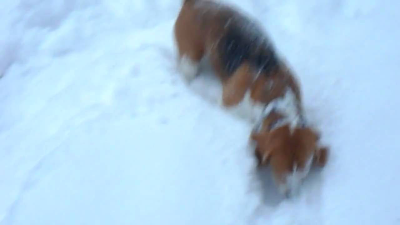 Gaudi - Rolling Beagle - YouTube