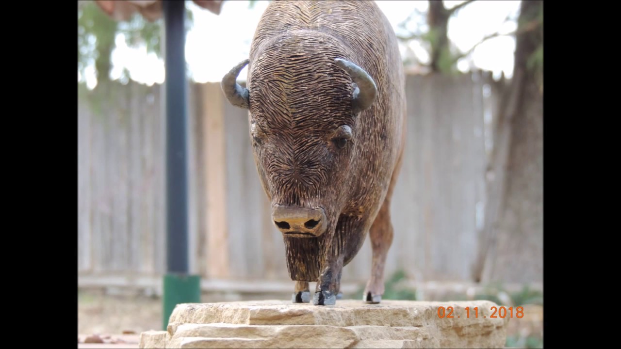 Bison (Native American Buffalo) - YouTube