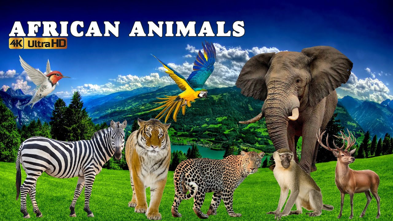 African Animals In 4K | The Great African Wildlife | Animals Video🦒🐘 ...