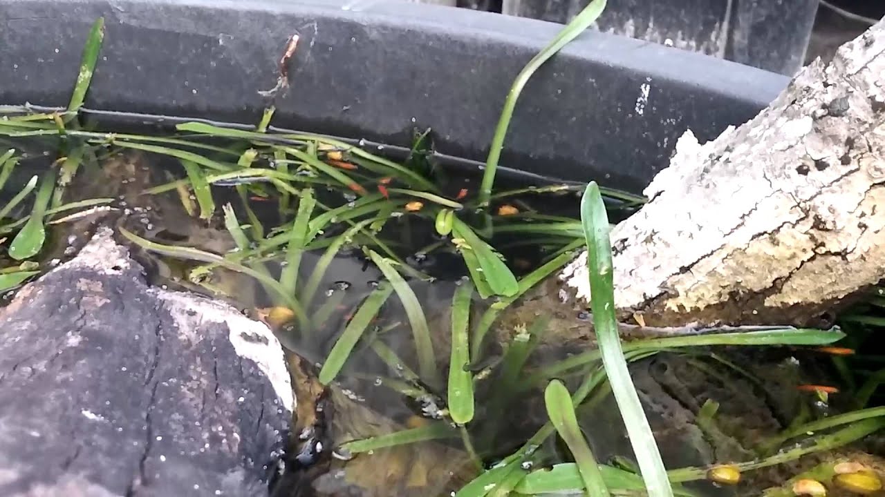 110 Gallon Tuff Stuff Stock Tank Platies YouTube 110-gallon-tuff-stuff-stock-tank-platies-youtube