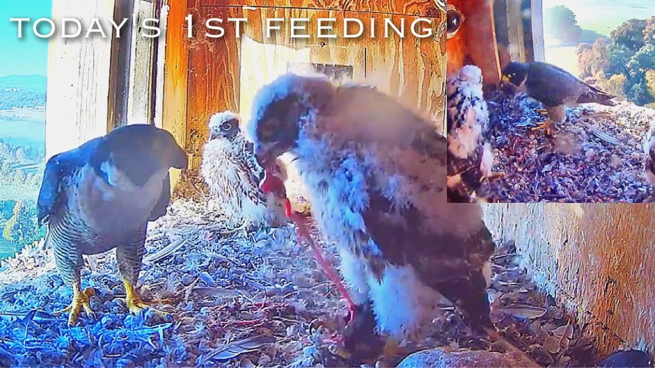 #202🦅Falcon Nest ／Box Camera - FalconCam Project LIVE - YouTube