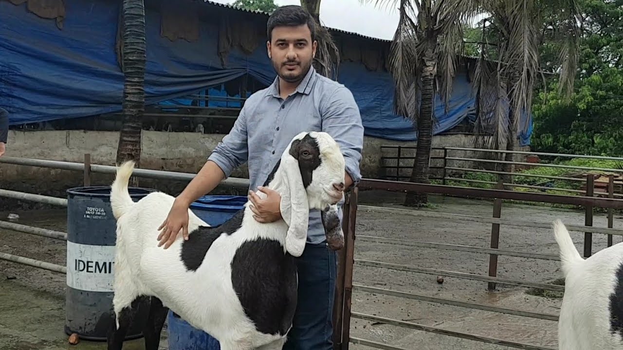 Biggest And Unique Goats At Sahil Goat Farm. - YouTube