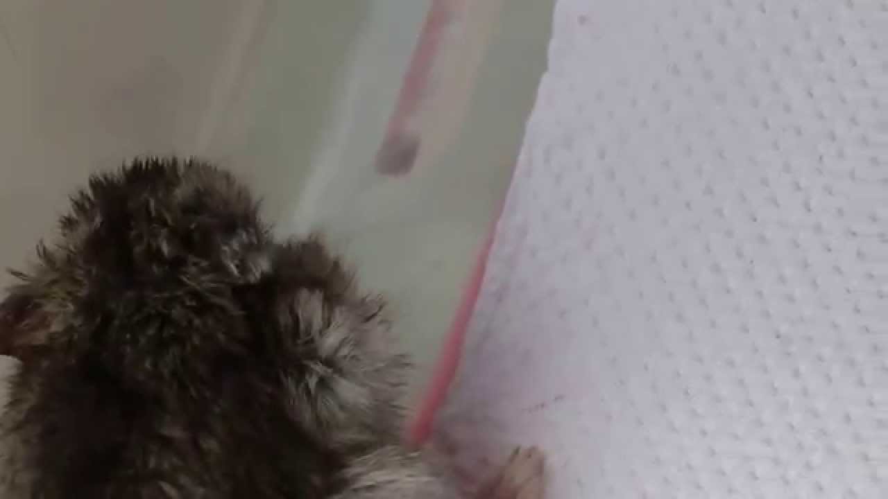 The hamster has 3 cheek abscesses 3/3 - YouTube