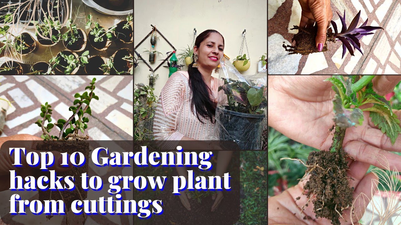 Best way to grow cuttings 100% success/Top 10 hacks to grow cutting ...