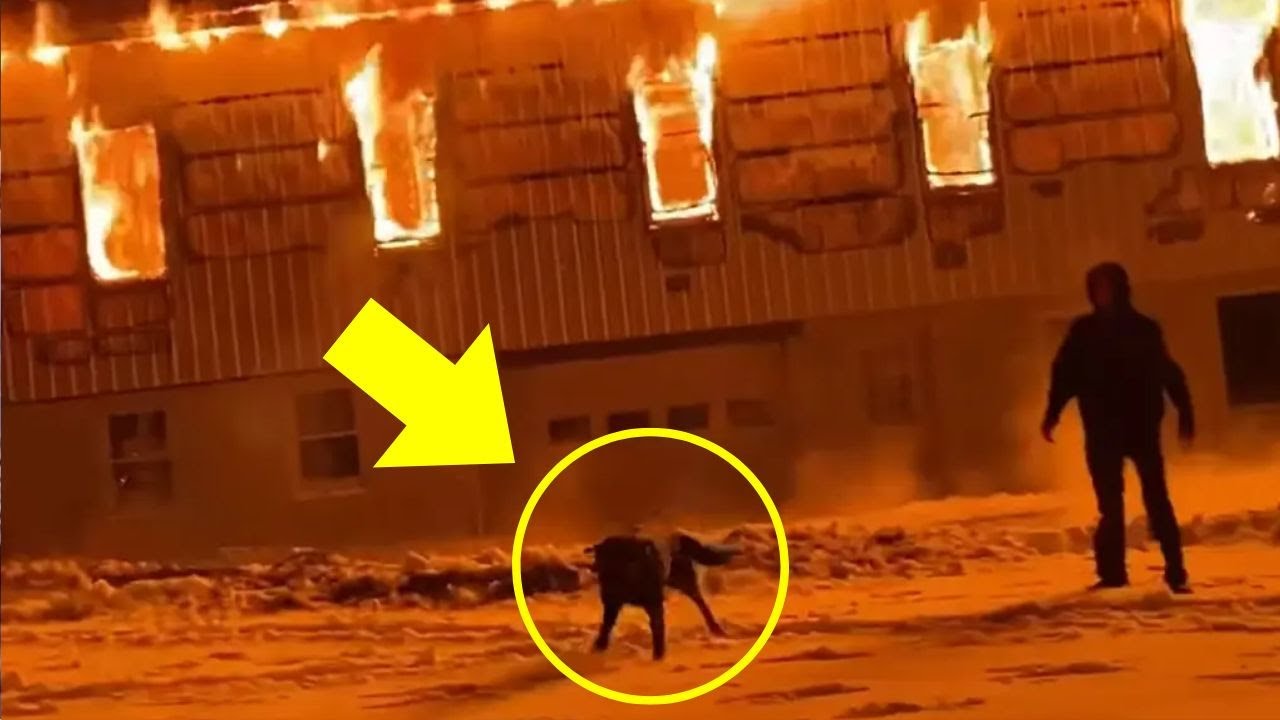 Heroic Dog Rushes Into Burning House – What It Found Inside Will Leave ...