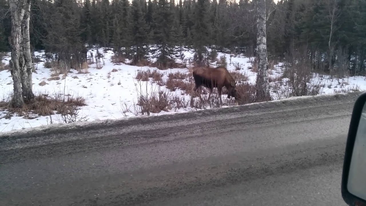 A daily occurrence: moose by the road - YouTube