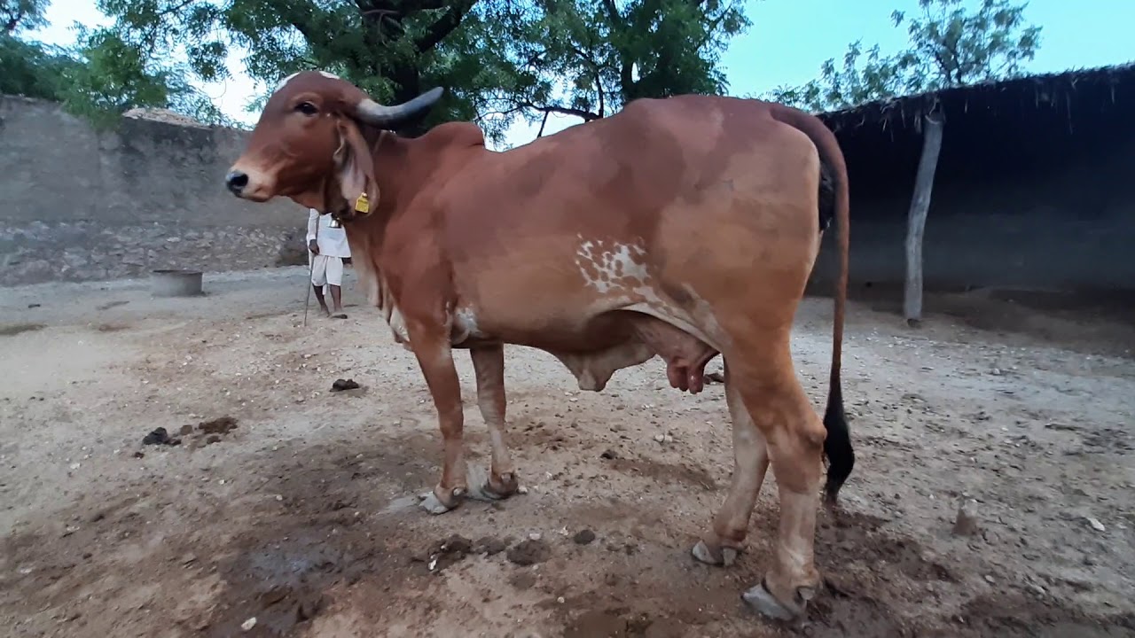 Gir cow for sale pure ajmer rajasthan 9079307182 - YouTube