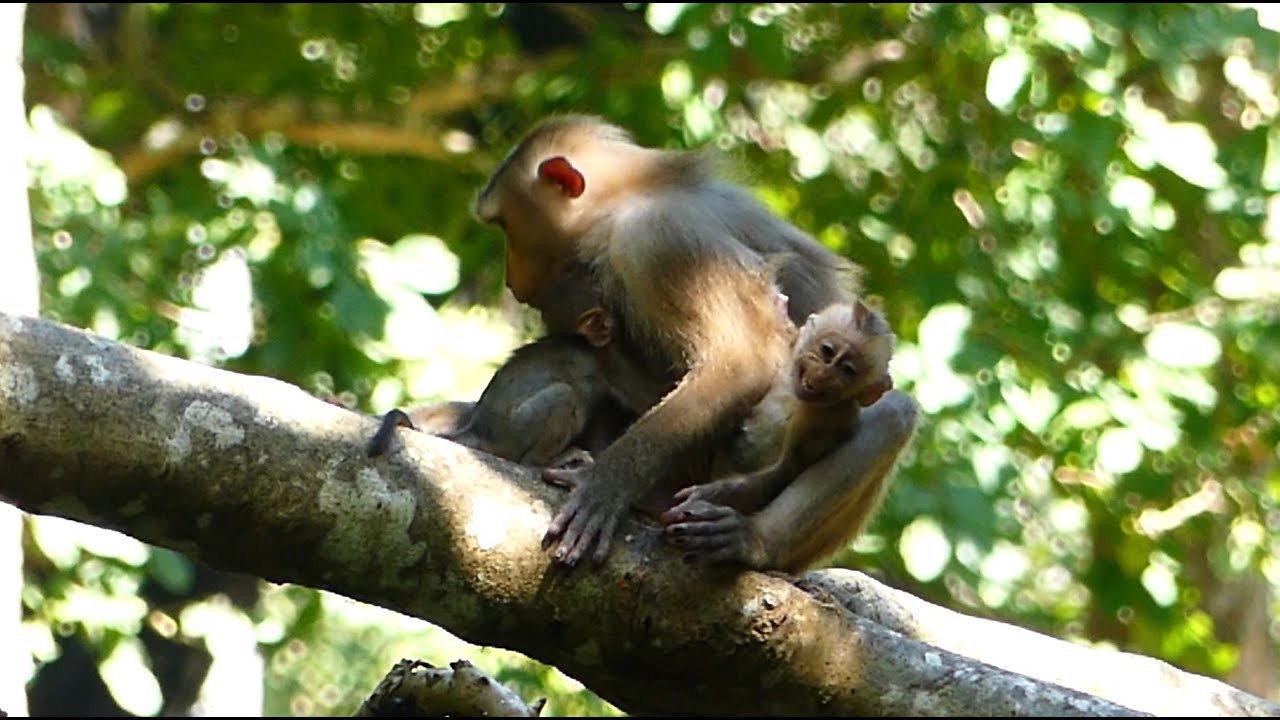 Poor Monkey Angela Hug Libby Need Warm Care But Rainbow Jealous Request ...