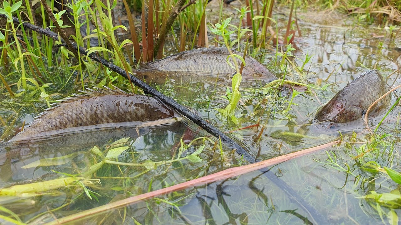 Tiny fish catching in the freshwater at flood fields - YouTube