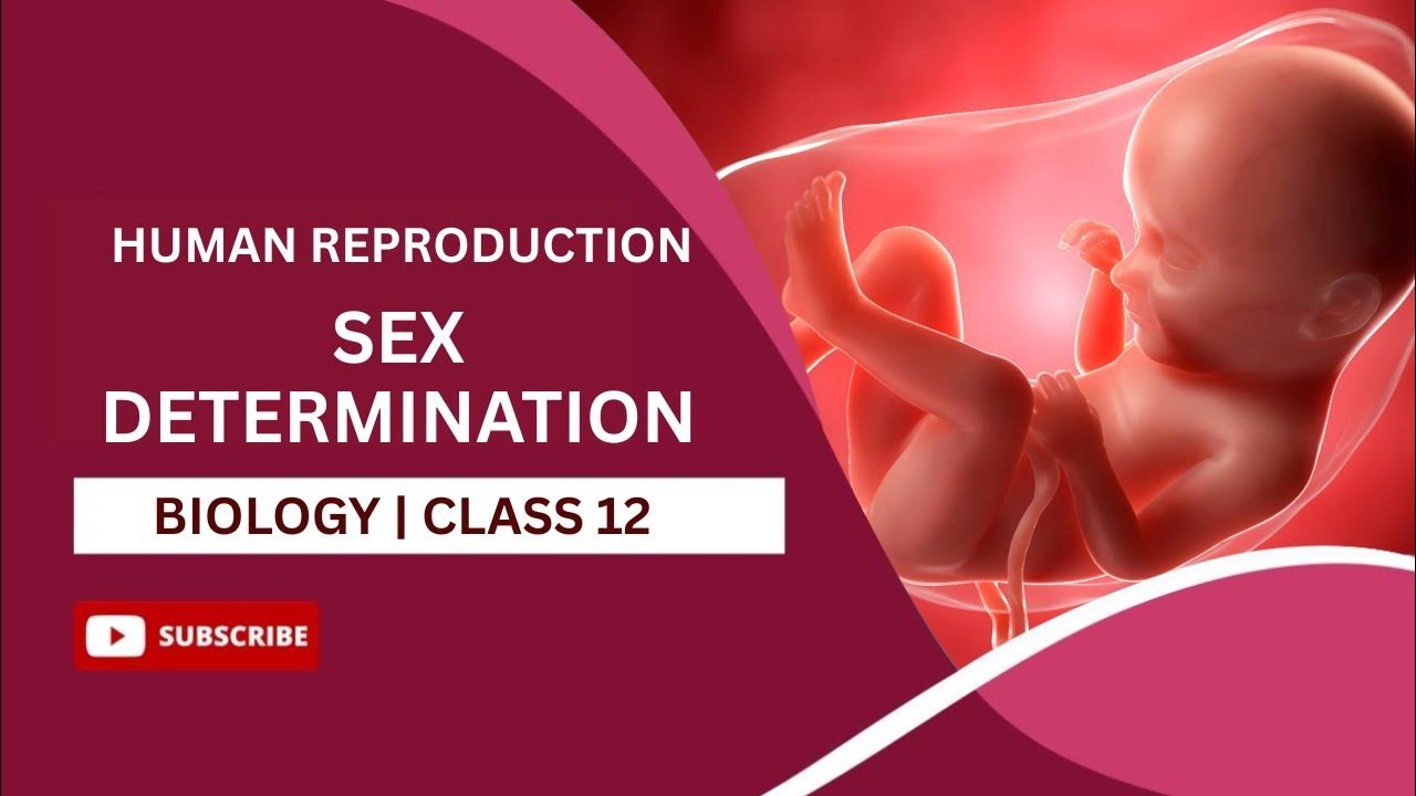Sex Determination Human Reproduction Class12 Sex Determination