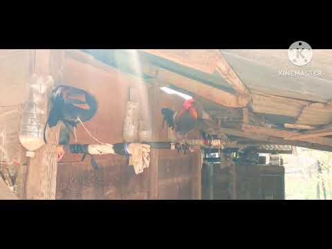 lo saib me nyuam qaib dib qua zoo heev 2024 - YouTube