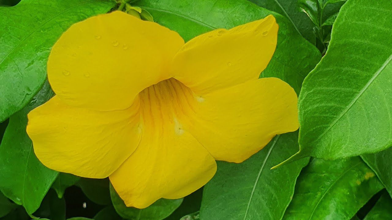 alamanda - YouTube