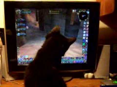 Cat playing World of Warcraft - YouTube