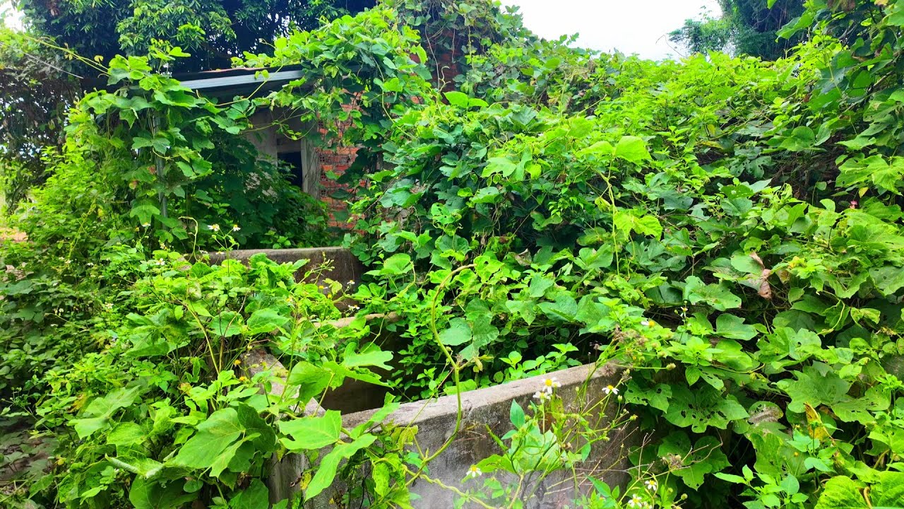 What We Found Behind the House Shocked Us - Revive the abandoned house ...