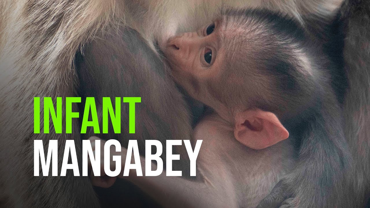 An Endangered Primate Infant Is Born In Public View At BIOPARC - YouTube