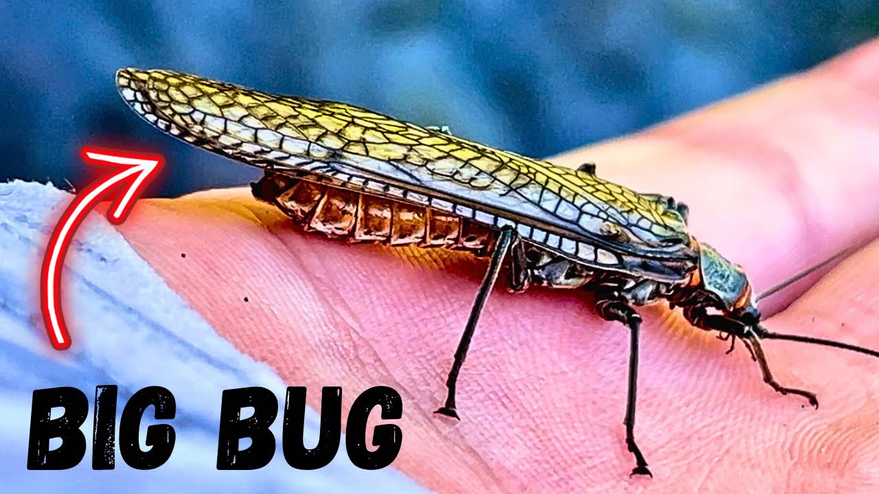 Fly Fishing Central Oregon - 3 Days (Salmon Fly Hatch) - YouTube