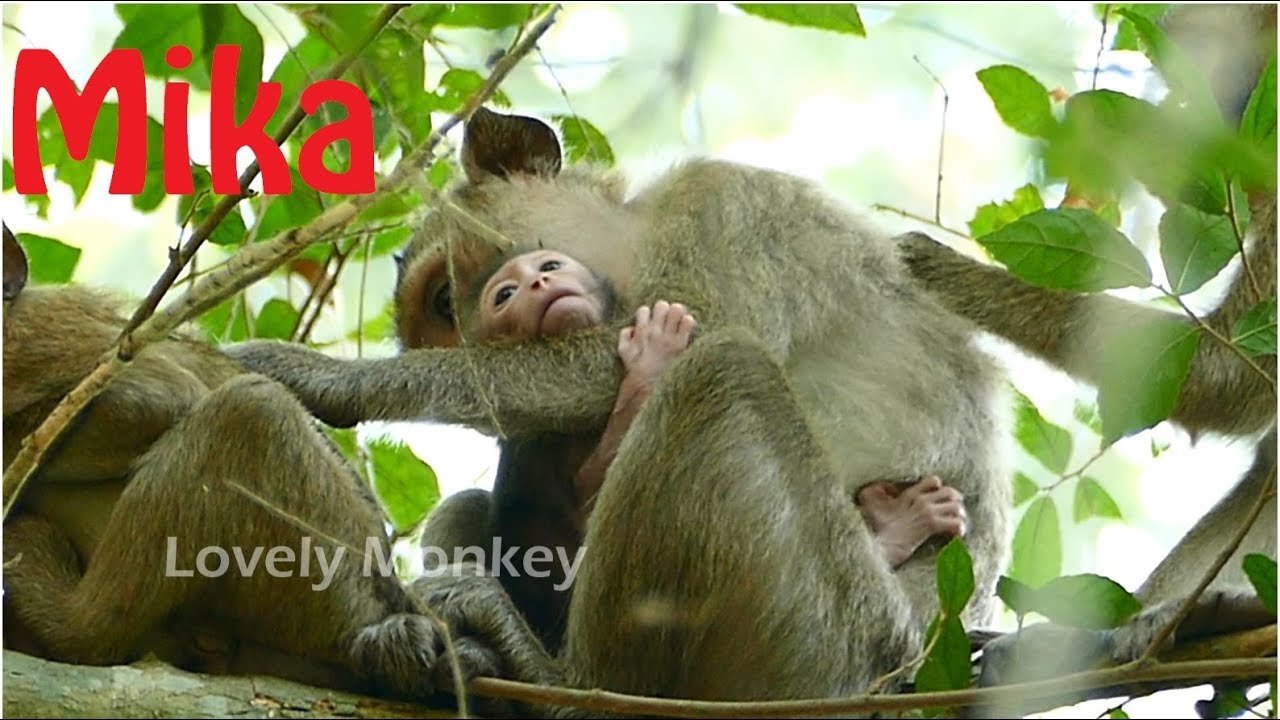 The Most Popular Youngest Mom In Alexander Troop. Mom Micko is The Best ...