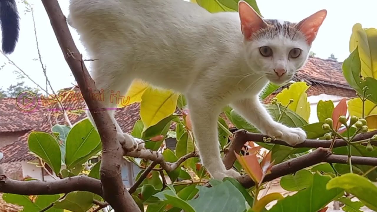 kucing ini bisa naik pohon gak bisa turun hewan peliharaan hewan lucu ...