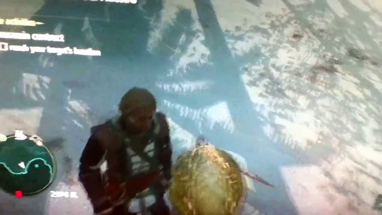 Jerry the turtle!!!! - YouTube