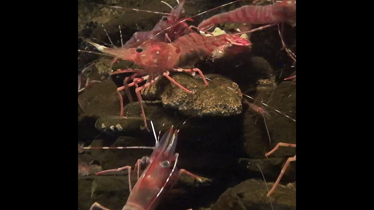 トヤマエビ Coonstripe Shrimp Pandalus hypsinotus アクアマリンふくしま Aquamarine ...