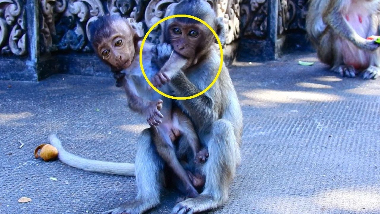 Why small monkey Bites Heidi On her hands ? Heidi escapes from catching ...