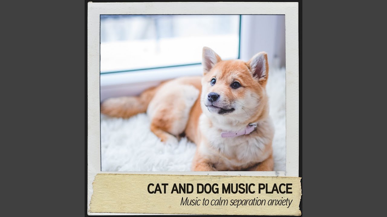 Pet Sound Atmosphere - YouTube Music