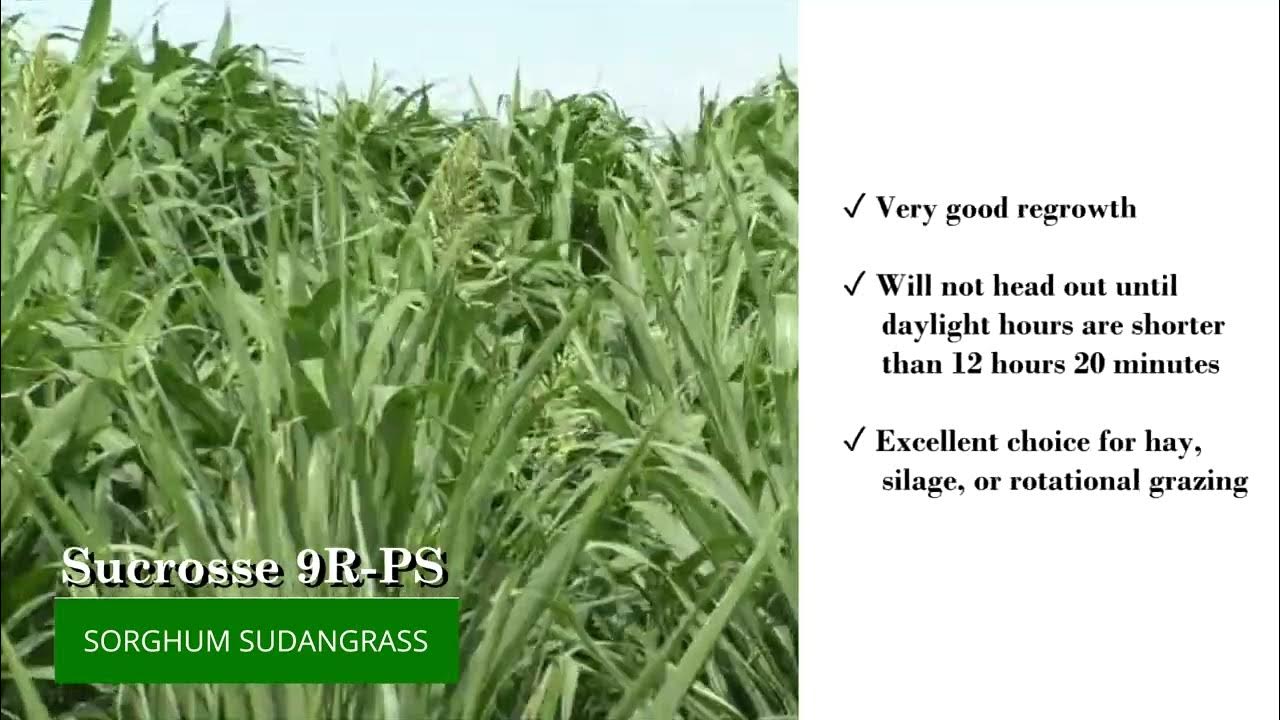 Sucrosse 9R PS Hybrid Sorghum Sudangrass - YouTube