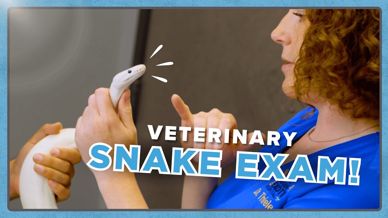 Physical Exam on a Snake: A Step-by-Step Guide - YouTube