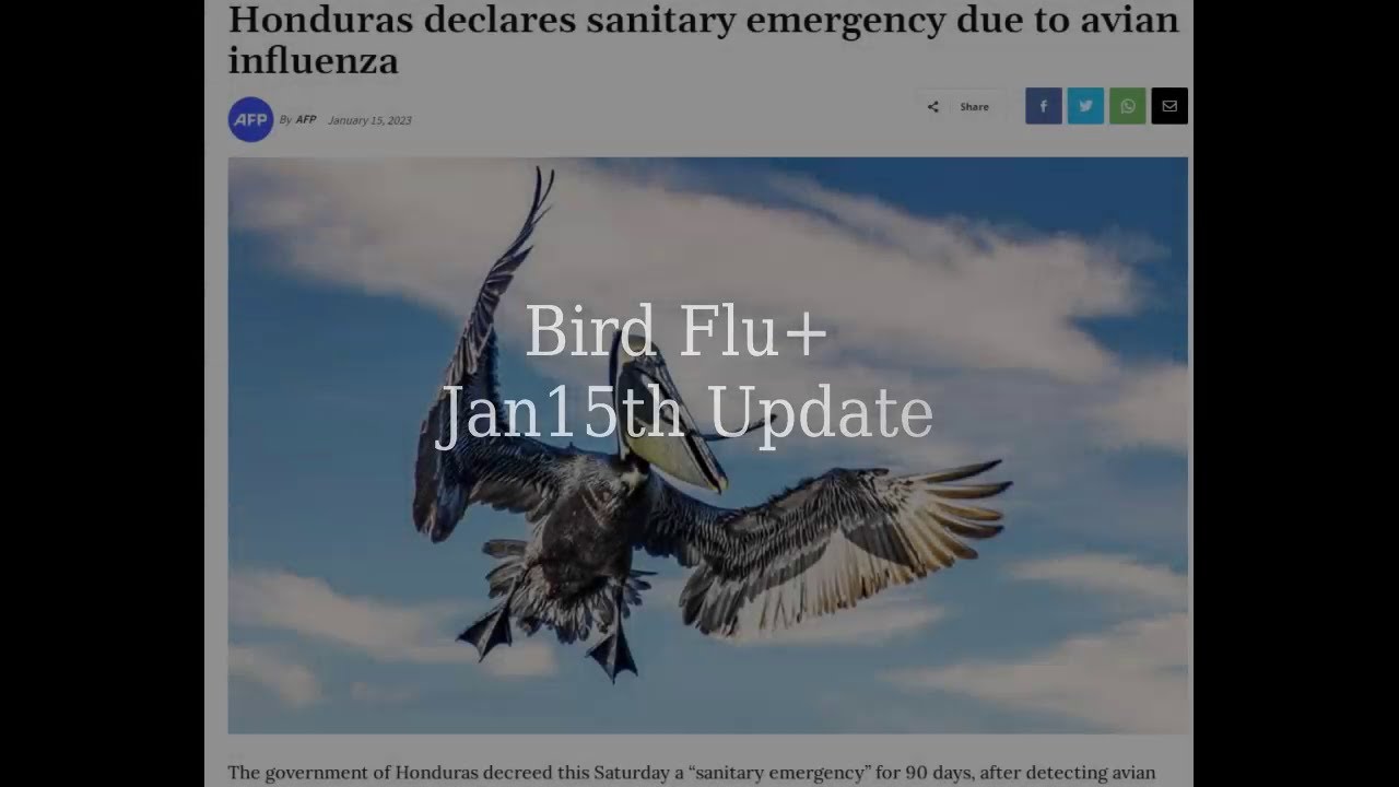Bird Flu+ | Another Human case | Sudden Death - YouTube
