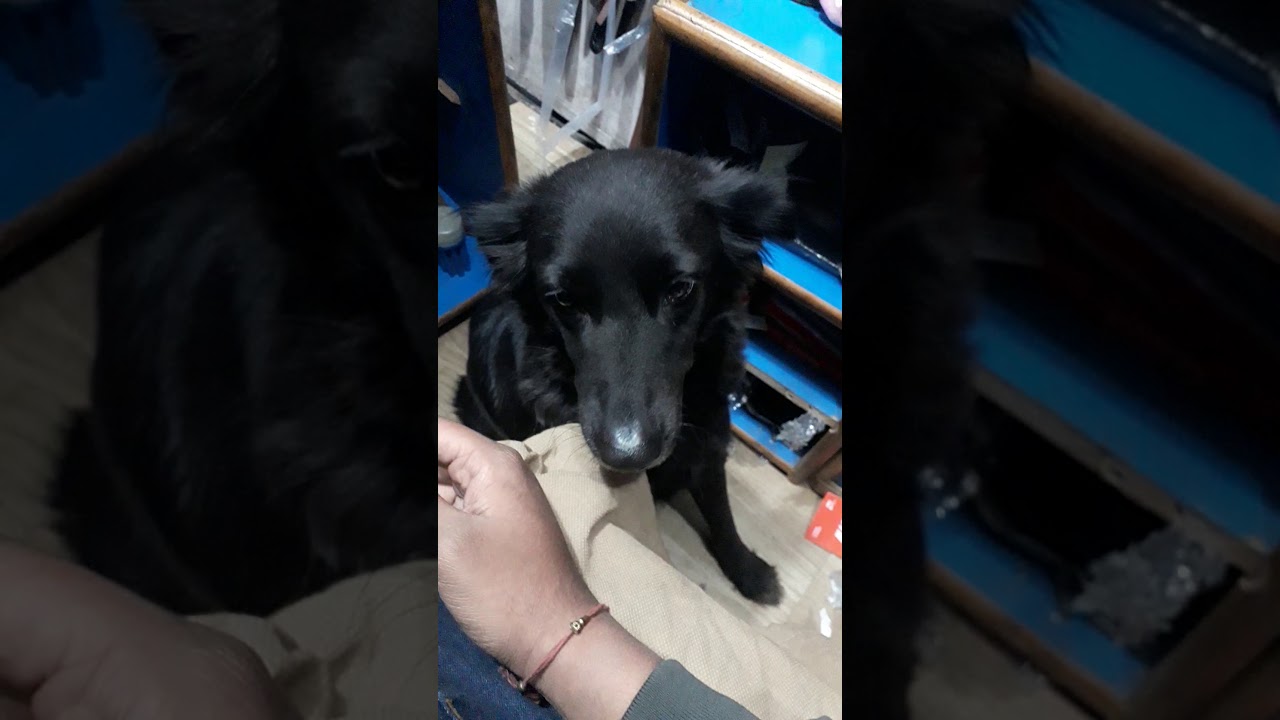 Stray dog and I love her.! - YouTube