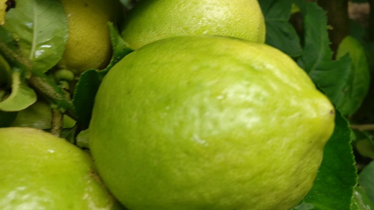 lomen Tree - YouTube