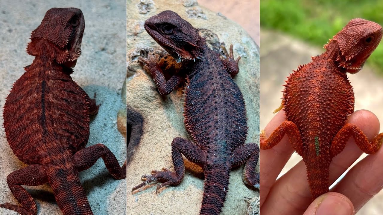 Bearded Dragon Project - YouTube