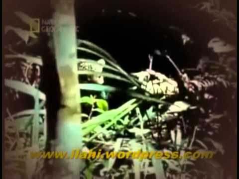 Hızlı Katil Kediler   Öldürmeye Programlananlar   Hayvanlar Alemi Belgeseli izle