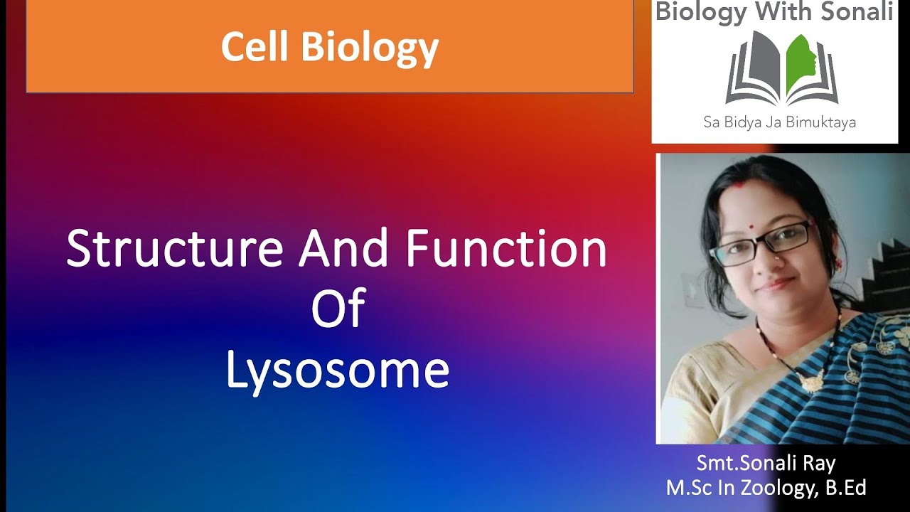 Structure & Function Of Lysosome | B.Sc 2nd Semester | Cell Biology # ...