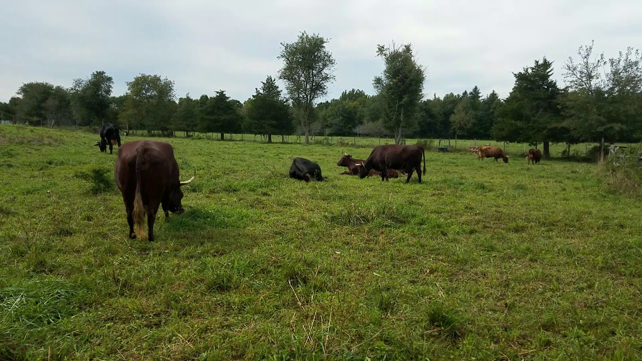 Cows grazing and pooping in the field - YouTube