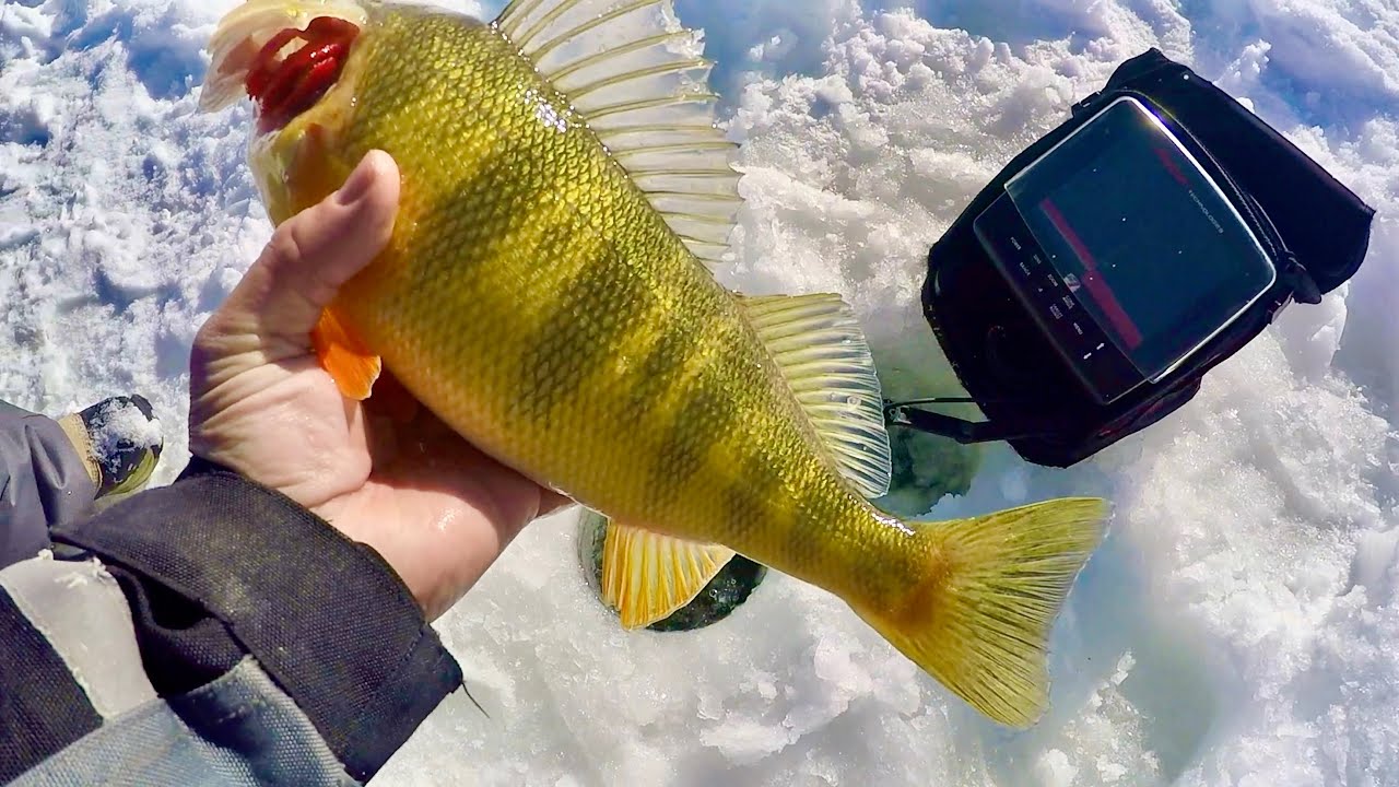 This is JUMBO Perch Ice Fishing! - YouTube