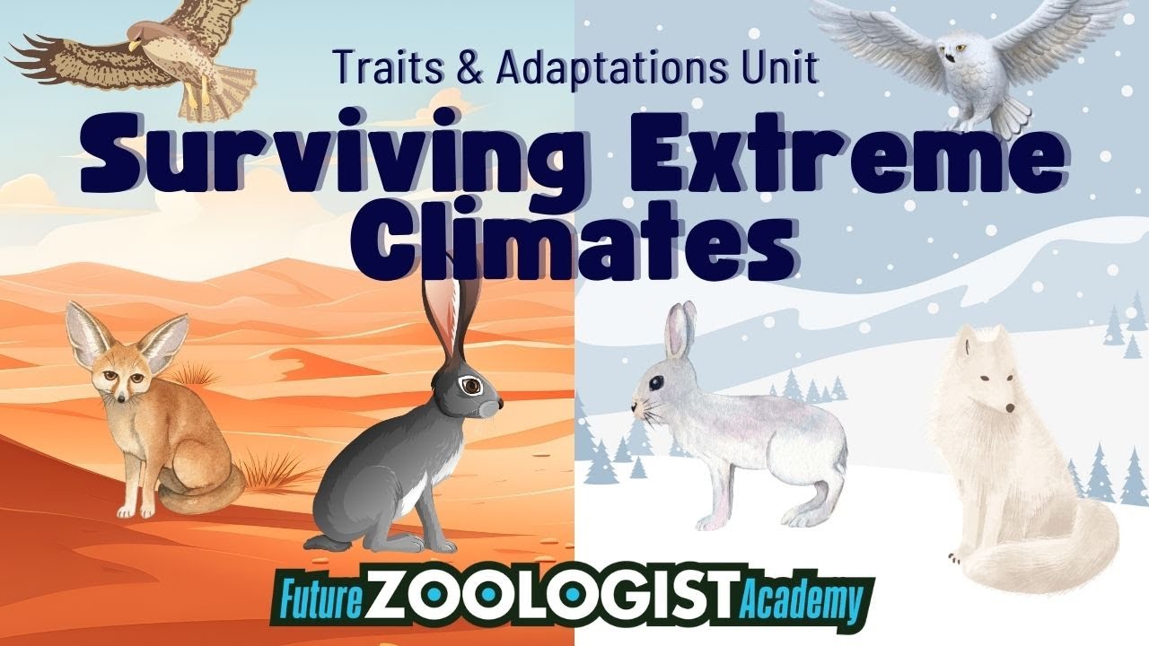 Surviving Extreme Climates | Animal Adaptations - YouTube