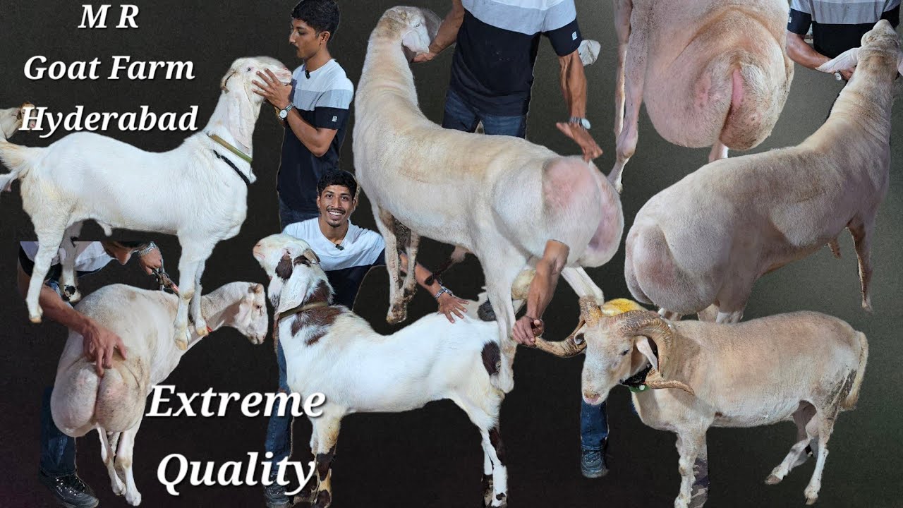 Turkey dumbe | Heavyweight Vilayati mende | Top Quality Sojat bakre available in M R goat farm ...