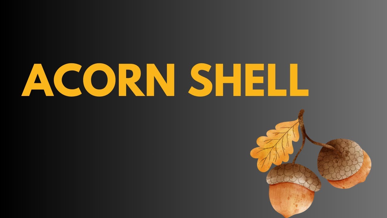 What Does acorn shell Means || Meanings And Definitions With acorn ...