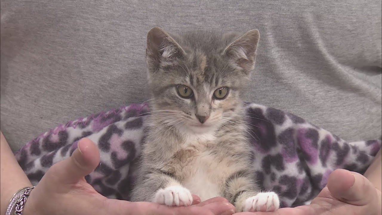 Watching Over Whiskers: Henry & Kitty Kate - YouTube