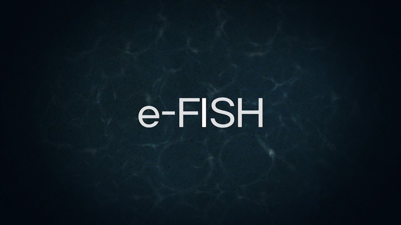 e-FISH (The Digital Aquarium Metaverse) - YouTube