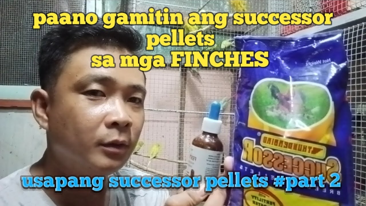 Paano gamitin ang successor pellets sa mga finches - YouTube