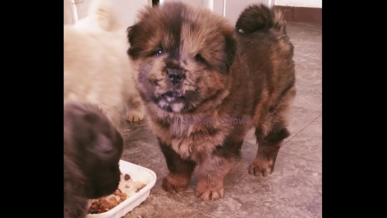 SoKee Chow Chows - YouTube