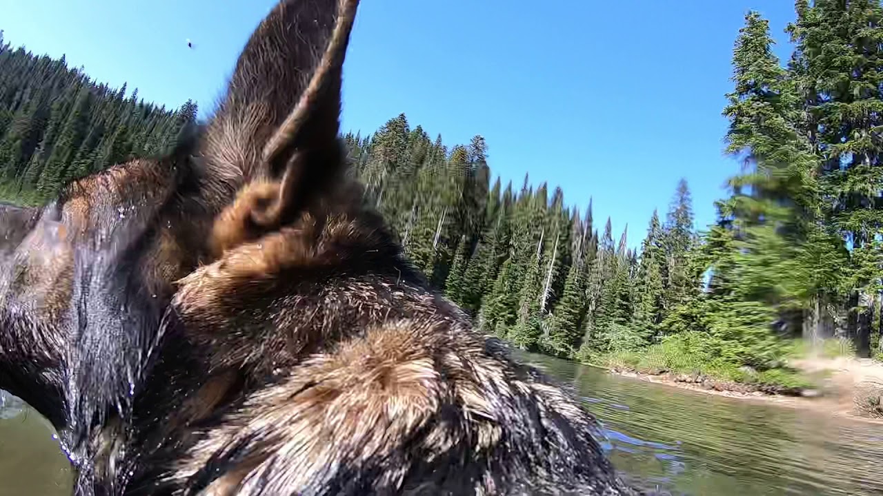 German Shepherd Wearing GoPro Swims With Her Human in Beautiful Lake ...