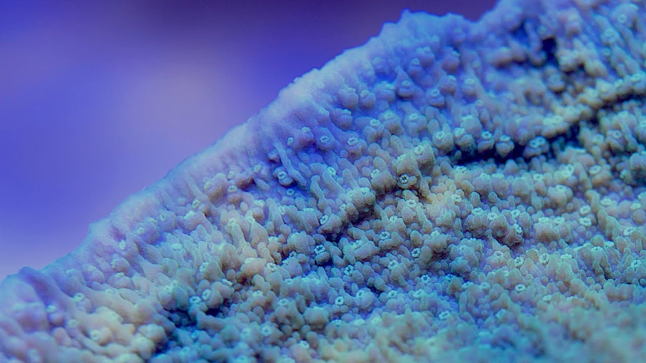 Vlog 14: Pressure Washing Corals to Remove Pests - YouTube