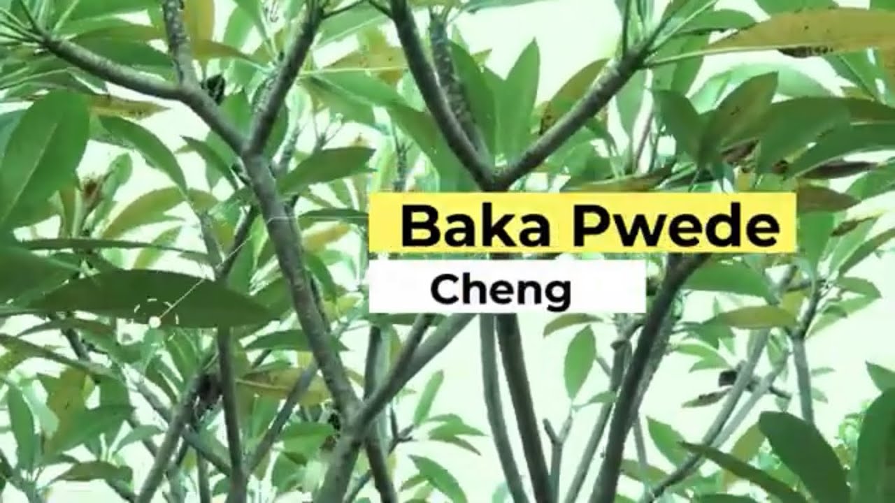 Baka Pwede - Cheng ( Official Music Video ) { KLBeats } - YouTube