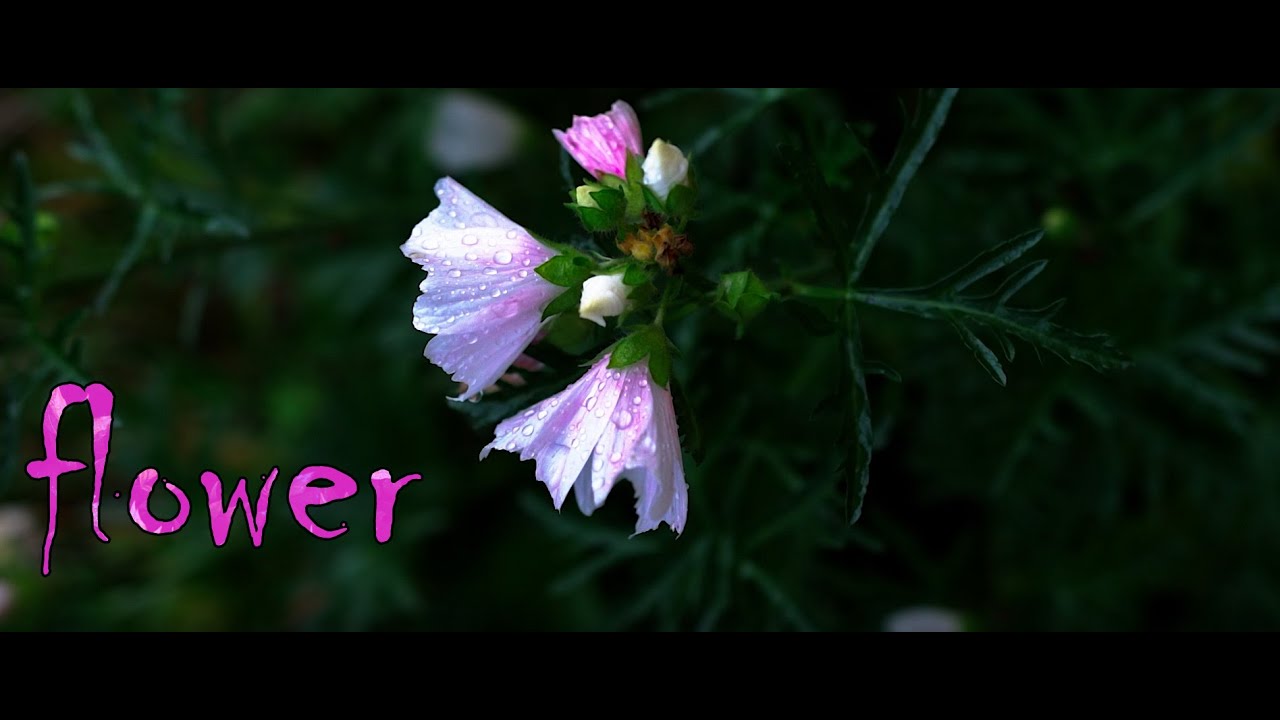 Flower | Cinematic movie | Nature videos | Videography - YouTube